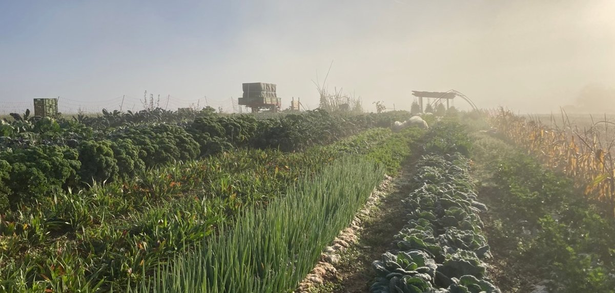 Solidarische Landwirtschaft - SoLaWi | Startseite